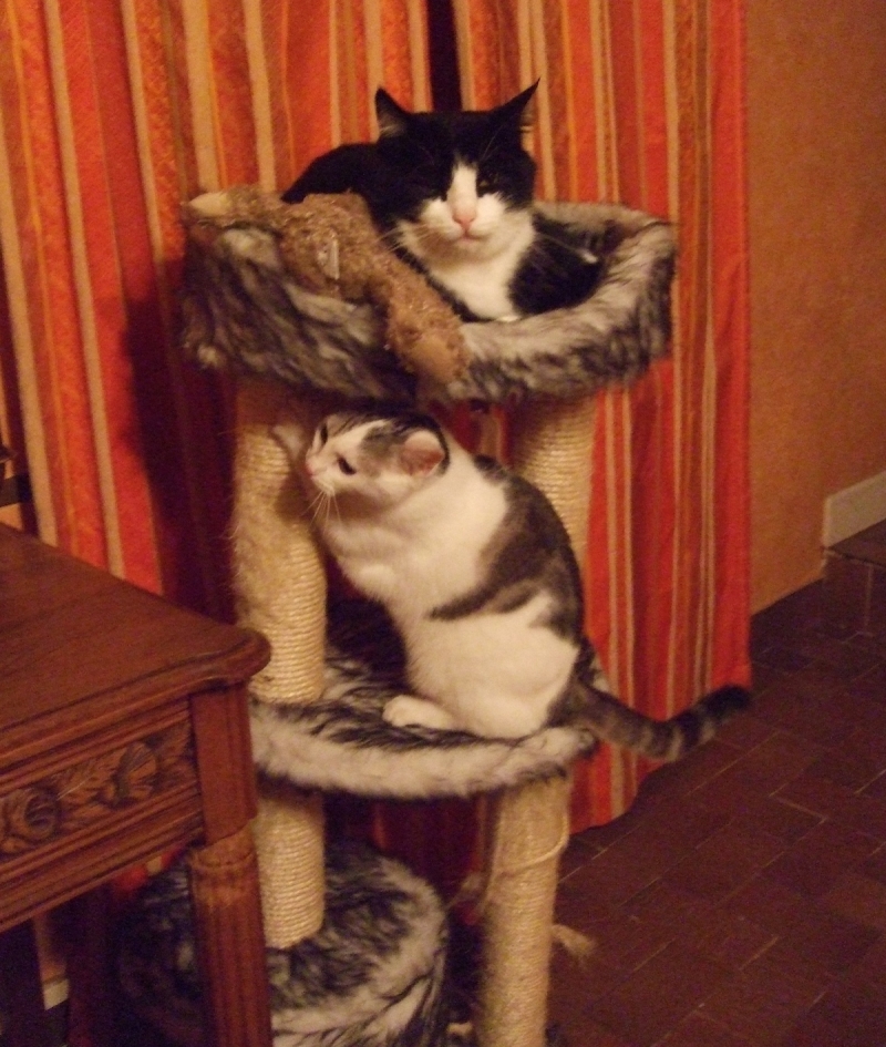 L’adoption de Miloue et les deux chatons sauvés d’une fin tragique ...