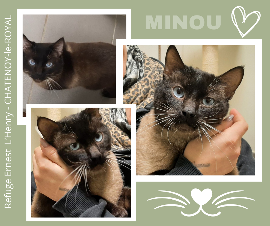 SPA de Châtenoy-le-Royal : Minou, le chat 2 en 1 ! - info-chalon.com ...